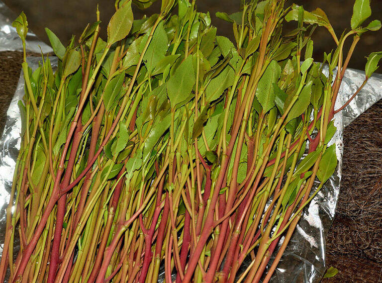 Khat Addiction: Effects, Risks, and Treatment Options